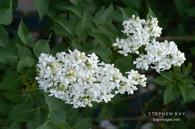 Photo: Syringa vulgaris 'Angel White', Lilac