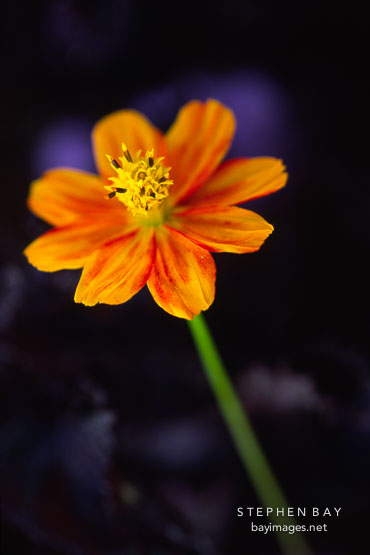 Photo: Cosmos sulphureus, 'Diablo'