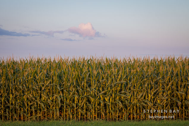 Photo: Corn field, Iowa.