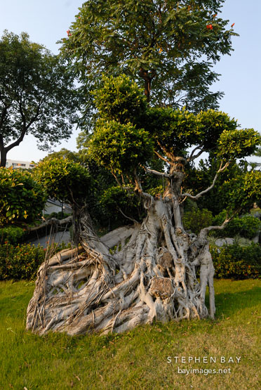 Photo: Chinese Banyan tree. Ficus microcarpa. Kowloon walled city park ...