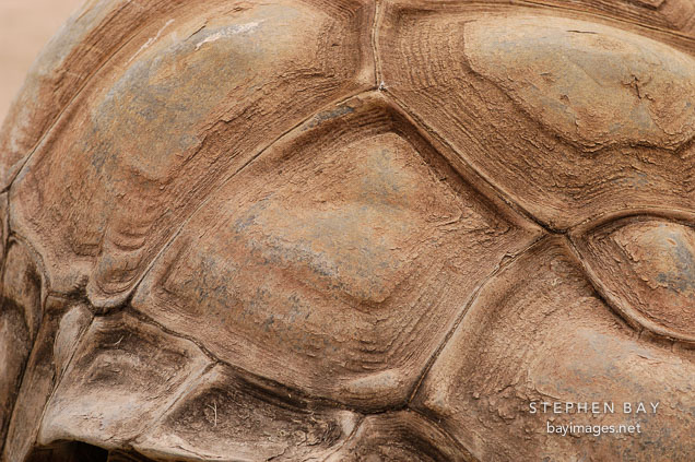 Photo: Close-up of galapagos tortoise shell.