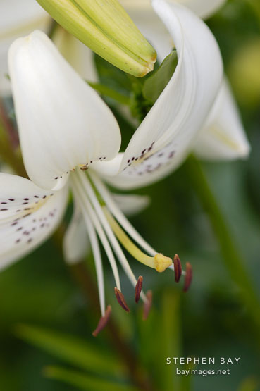 Photo: White Lily.